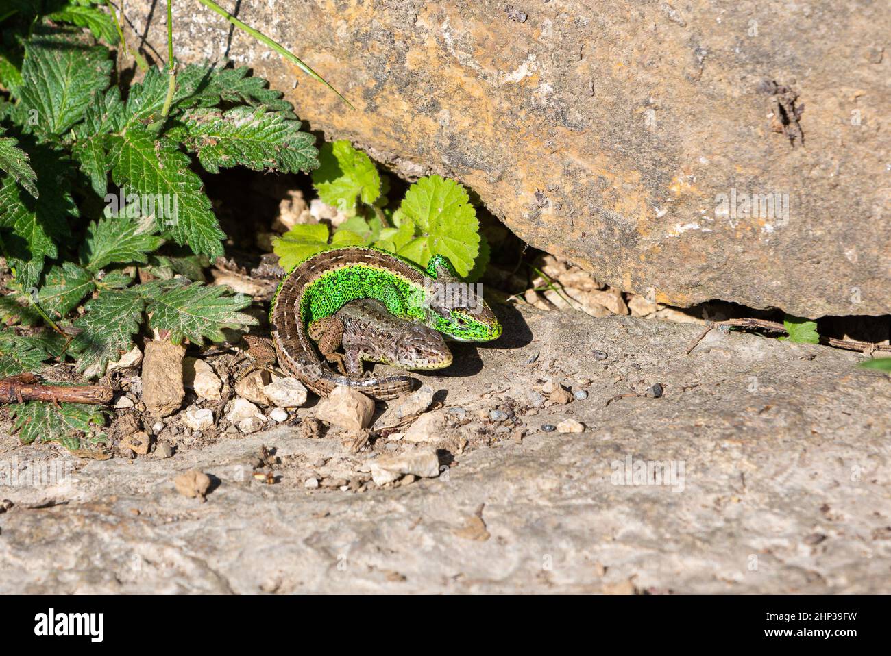 two colorful lizards bathing in the sun Stock Photo - Alamy