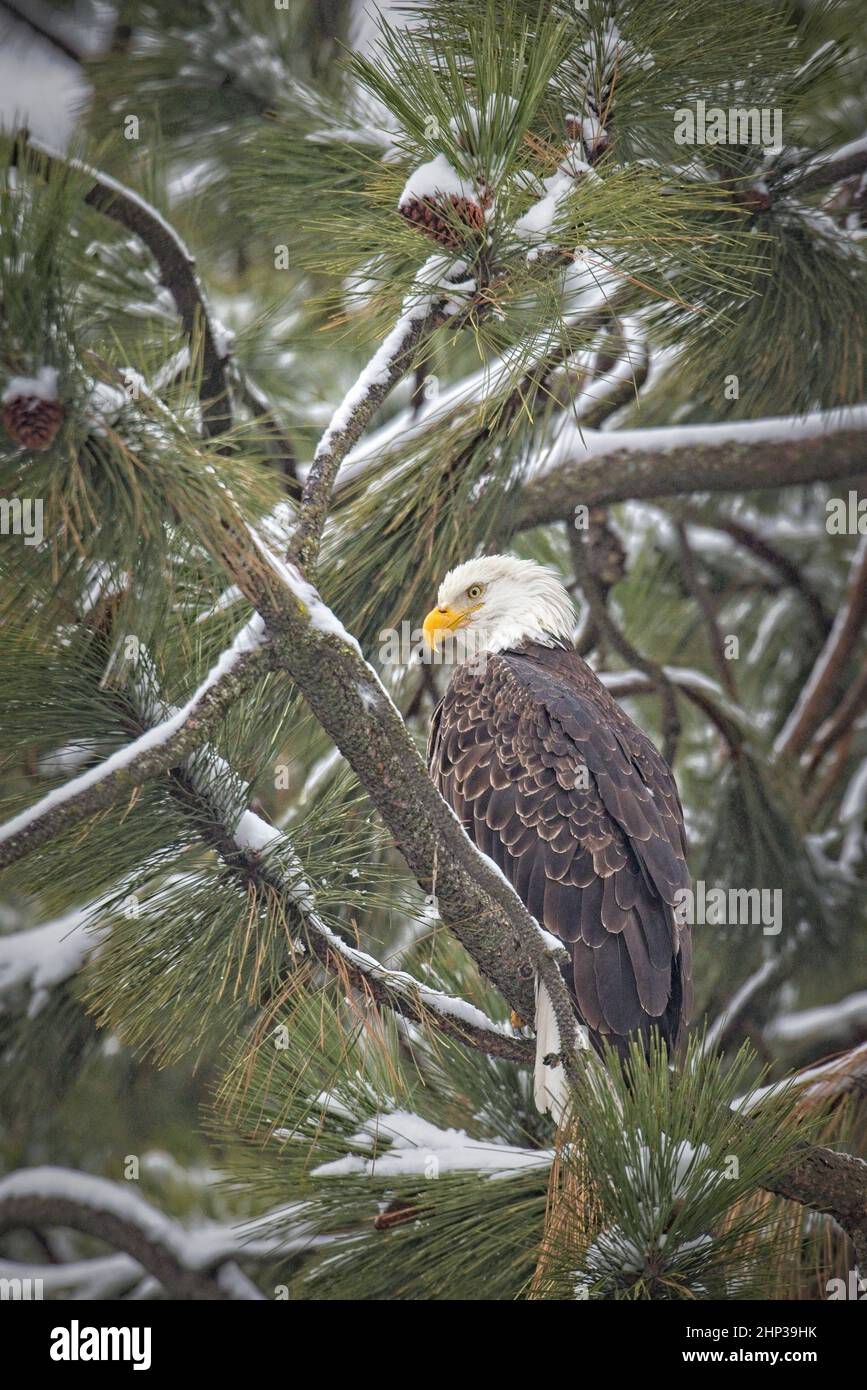 North idaho eagles hi-res stock photography and images - Alamy