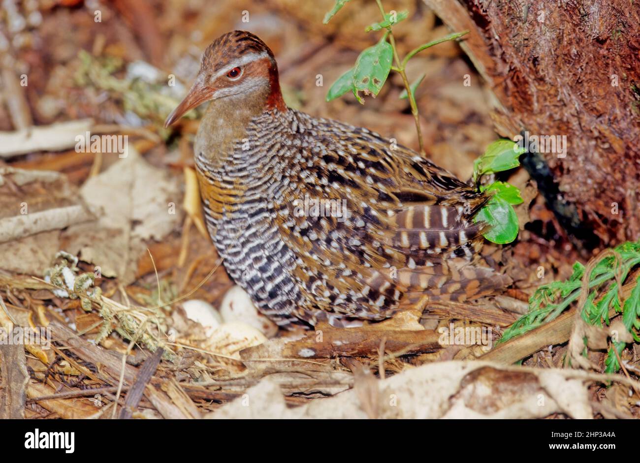The buff-banded rail Hypotaenidia philippensis is a distinctively ...