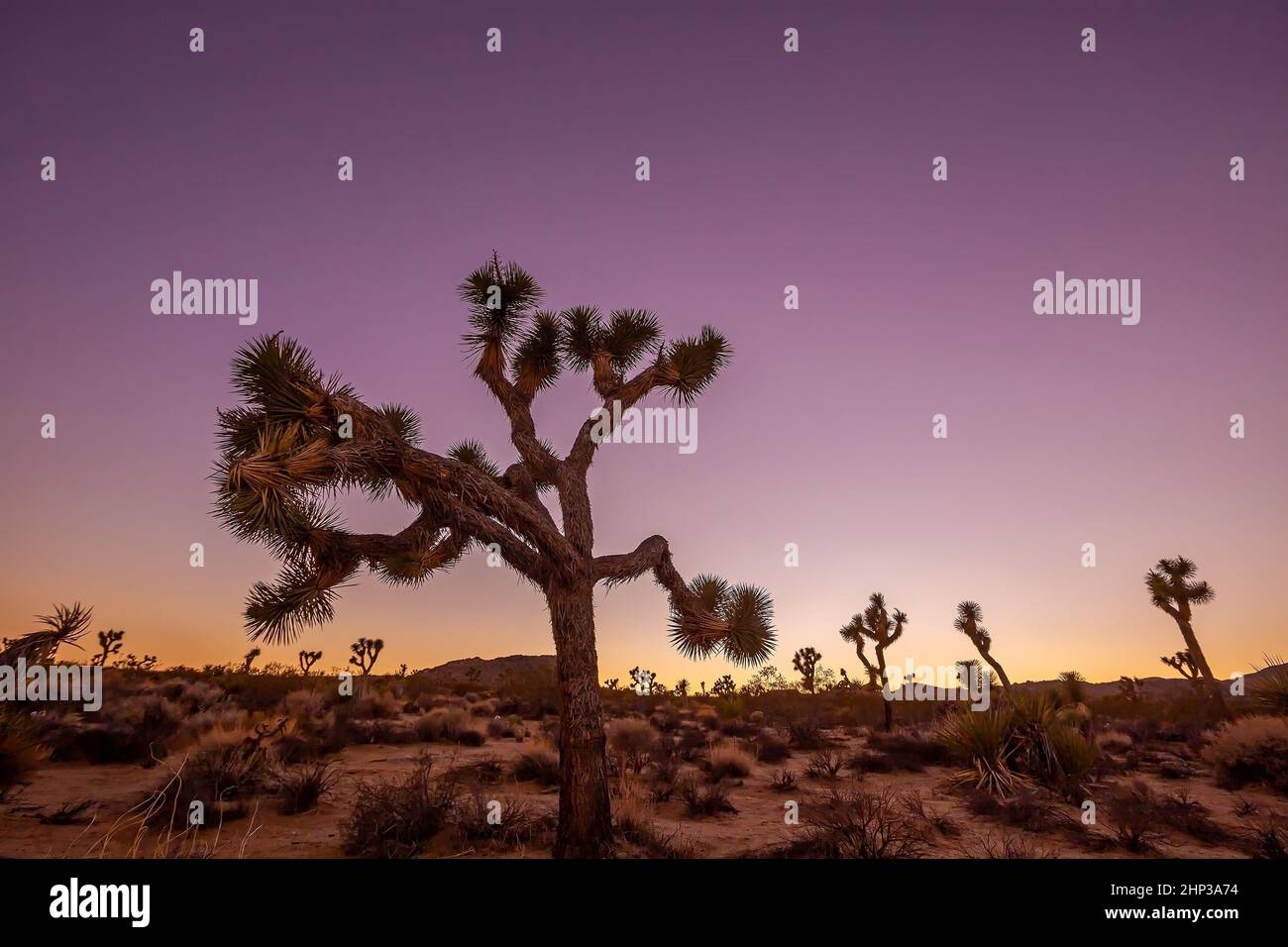 Landscape of Joshua Trees in Joshua Tree National Park, California ...