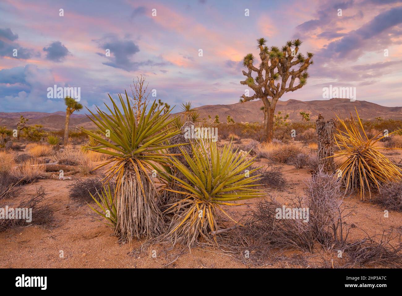 Landscape of Joshua Trees in Joshua Tree National Park, California ...