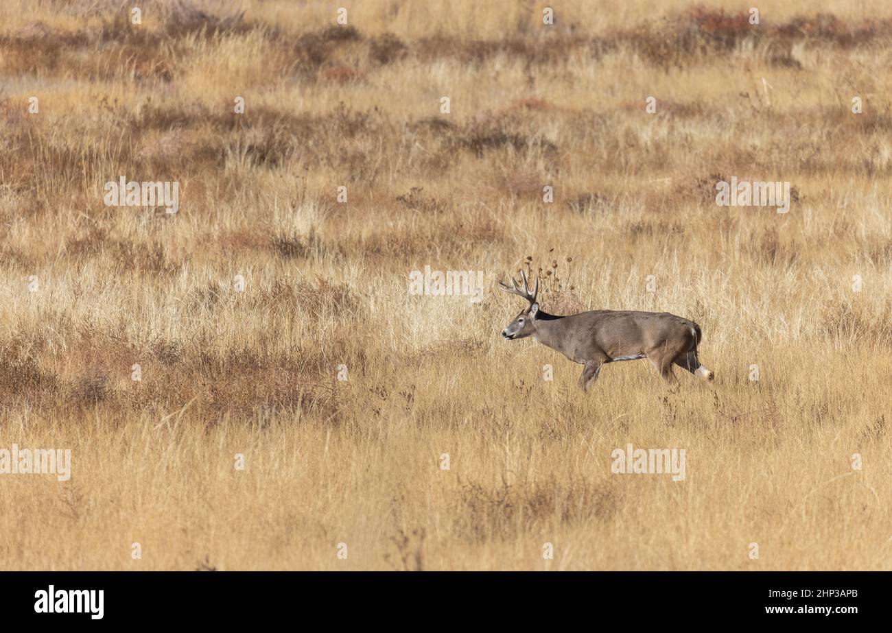 Whitetail Deer Buck During the Fall Rut in Colorado Stock Photo - Alamy