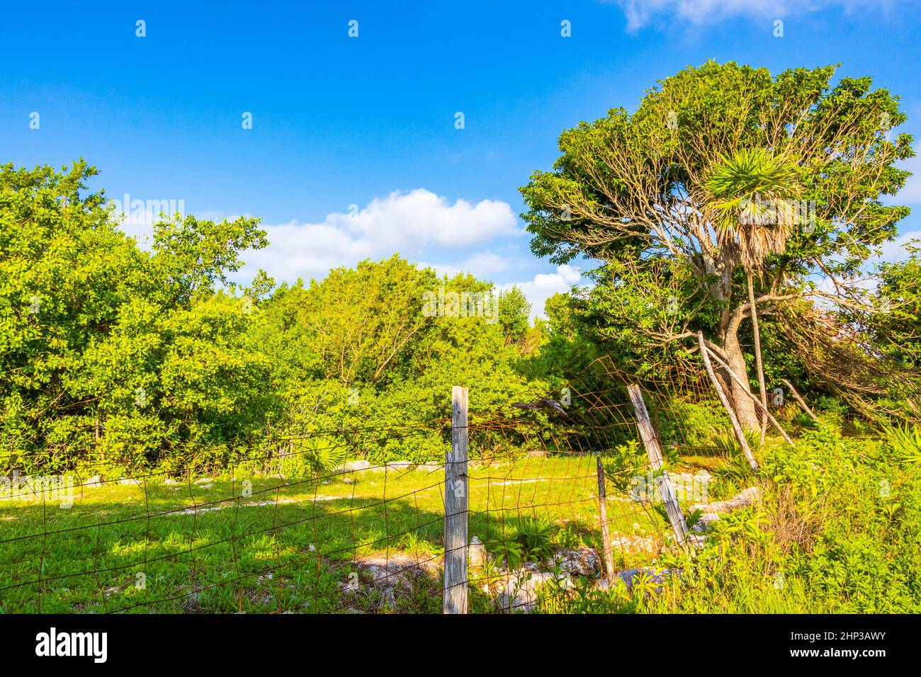 Tropical mexican beach plants trees and natural forest panorama view ...