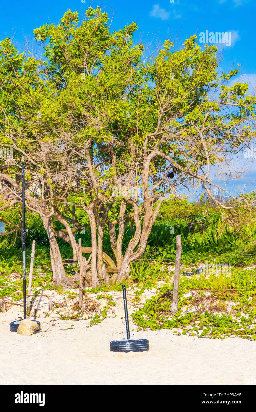 Tropical mexican beach plants trees and natural forest panorama view ...