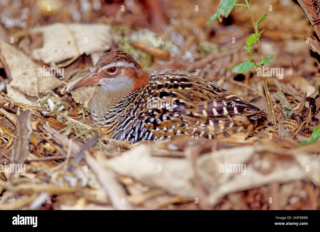 The buff-banded rail Hypotaenidia philippensis is a distinctively ...