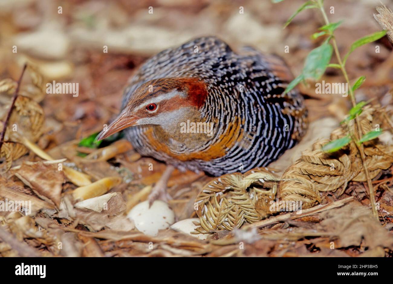The buff-banded rail Hypotaenidia philippensis is a distinctively ...