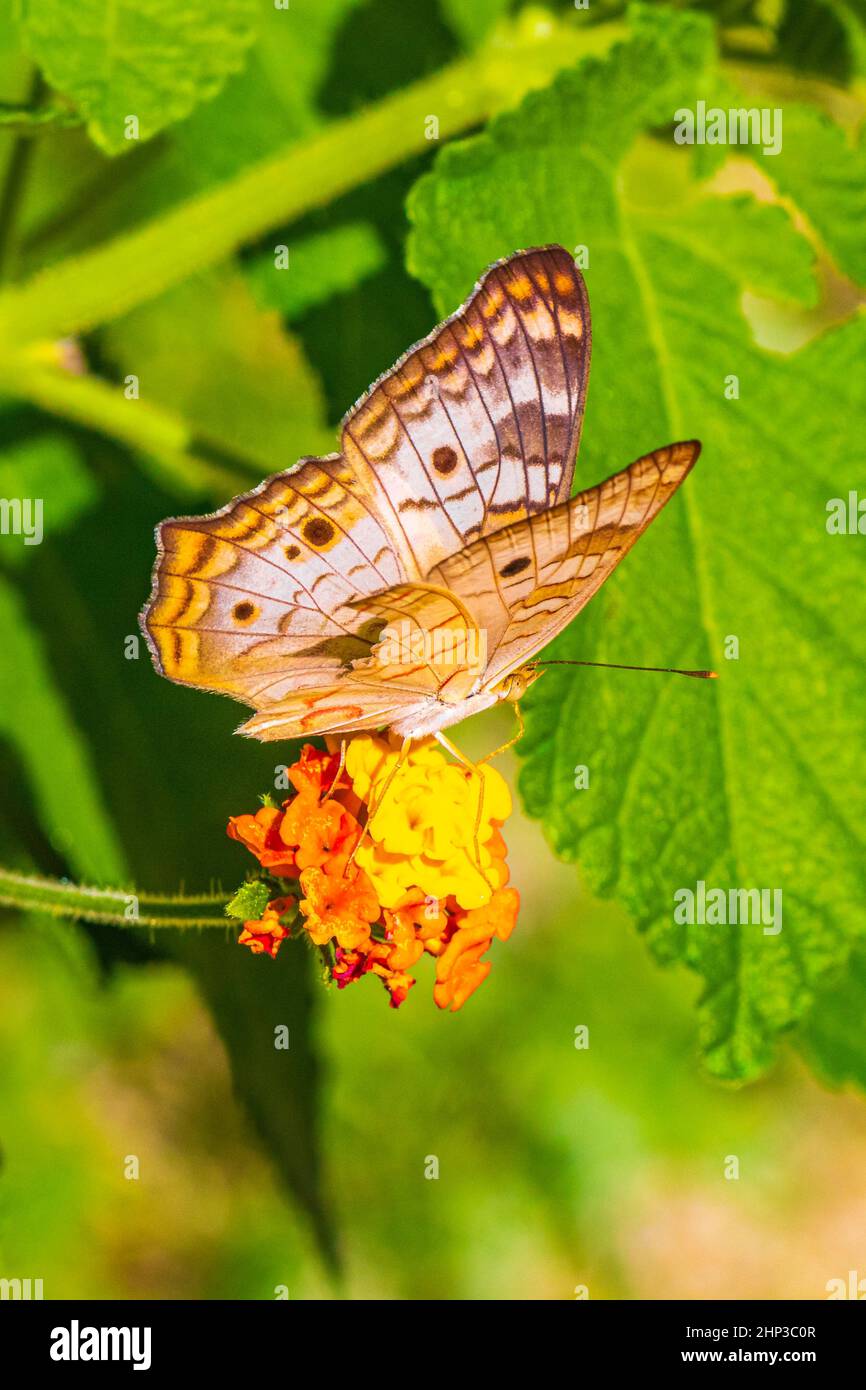 Tropical mexican butterfly is sitting on a yellow orange flower plant ...