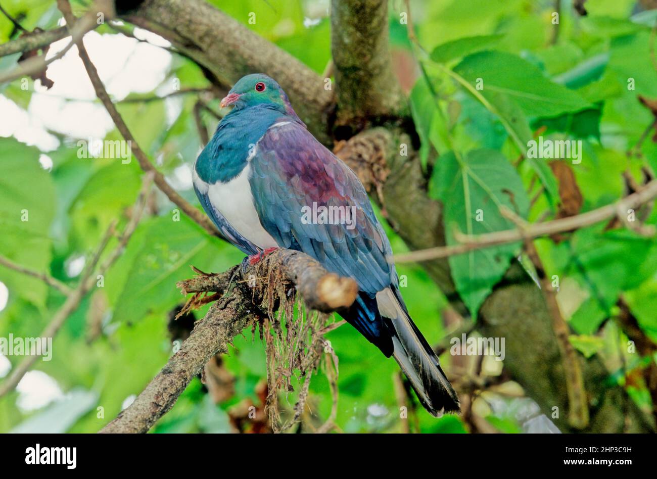 The common wood pigeon Columba palumbus is a large species in the dove ...