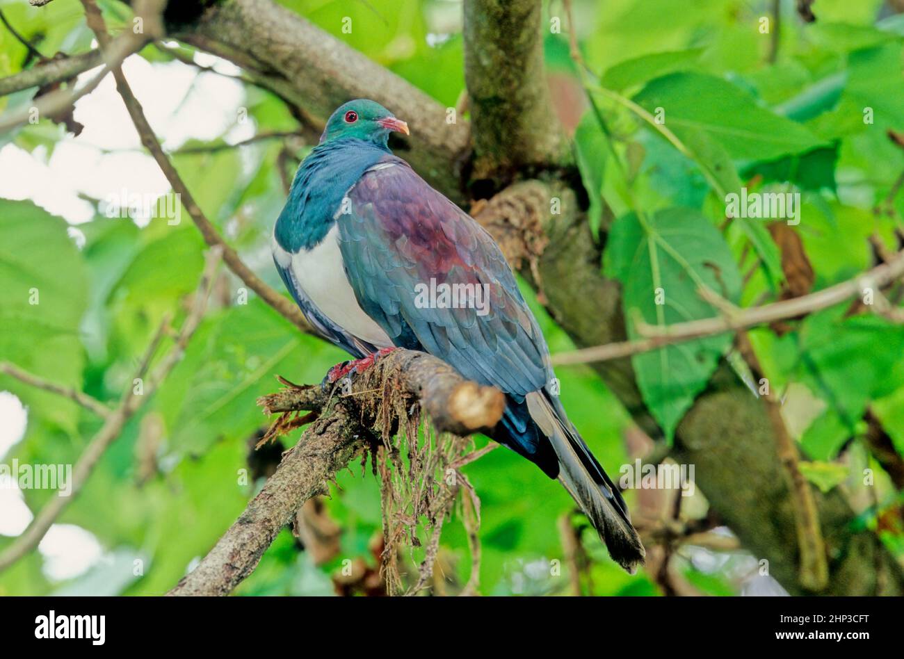 The common wood pigeon Columba palumbus is a large species in the dove ...