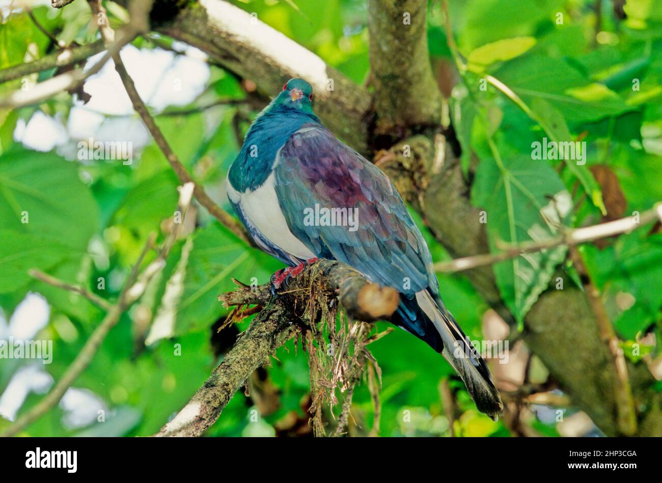 The common wood pigeon Columba palumbus is a large species in the dove ...
