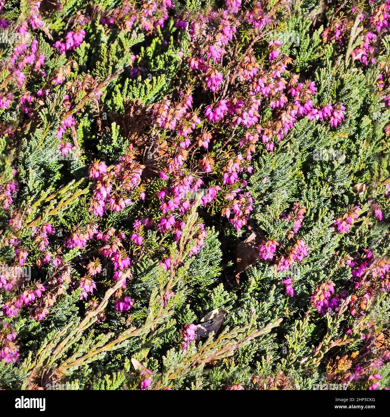 Photo realistic seamless texture pattern of organic plant leaves Stock ...