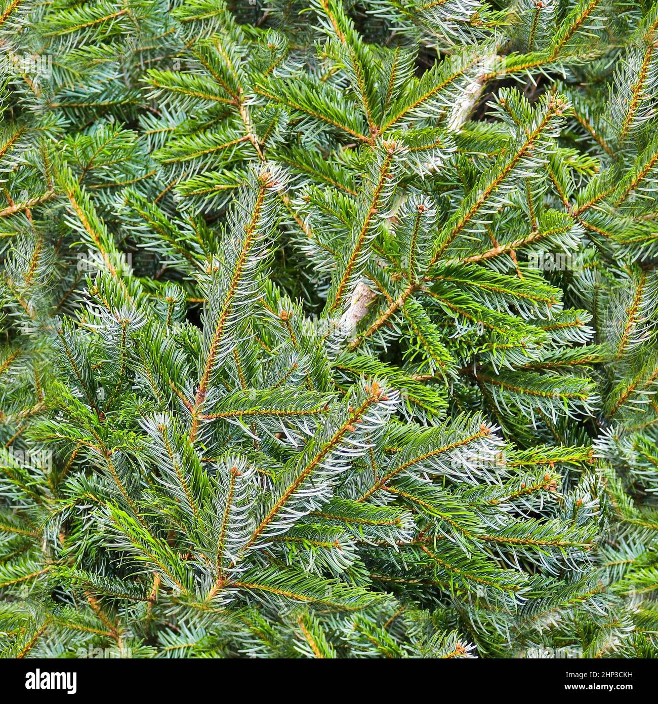 Photo realistic seamless texture pattern of organic plant leaves Stock ...