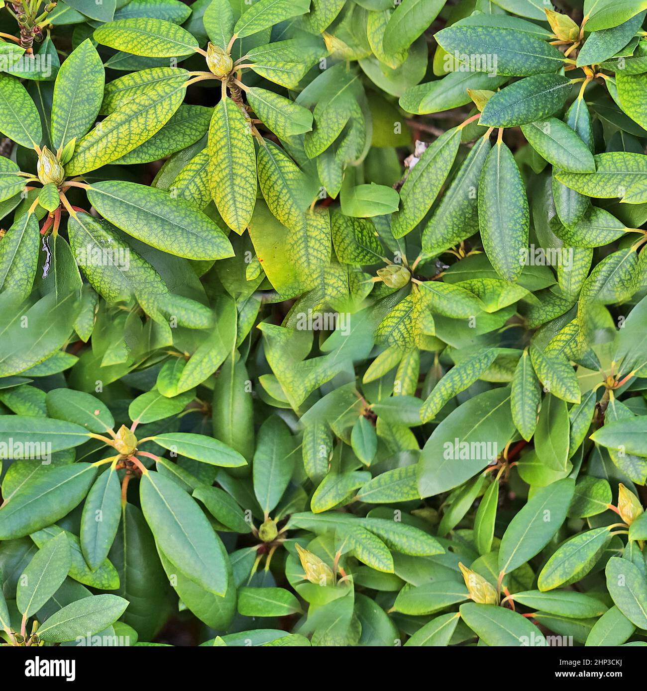 Photo realistic seamless texture pattern of organic plant leaves Stock ...