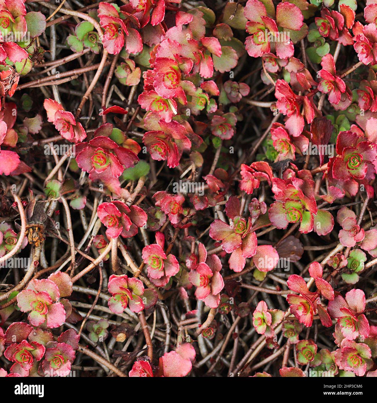 Photo realistic seamless texture pattern of organic plant leaves Stock ...