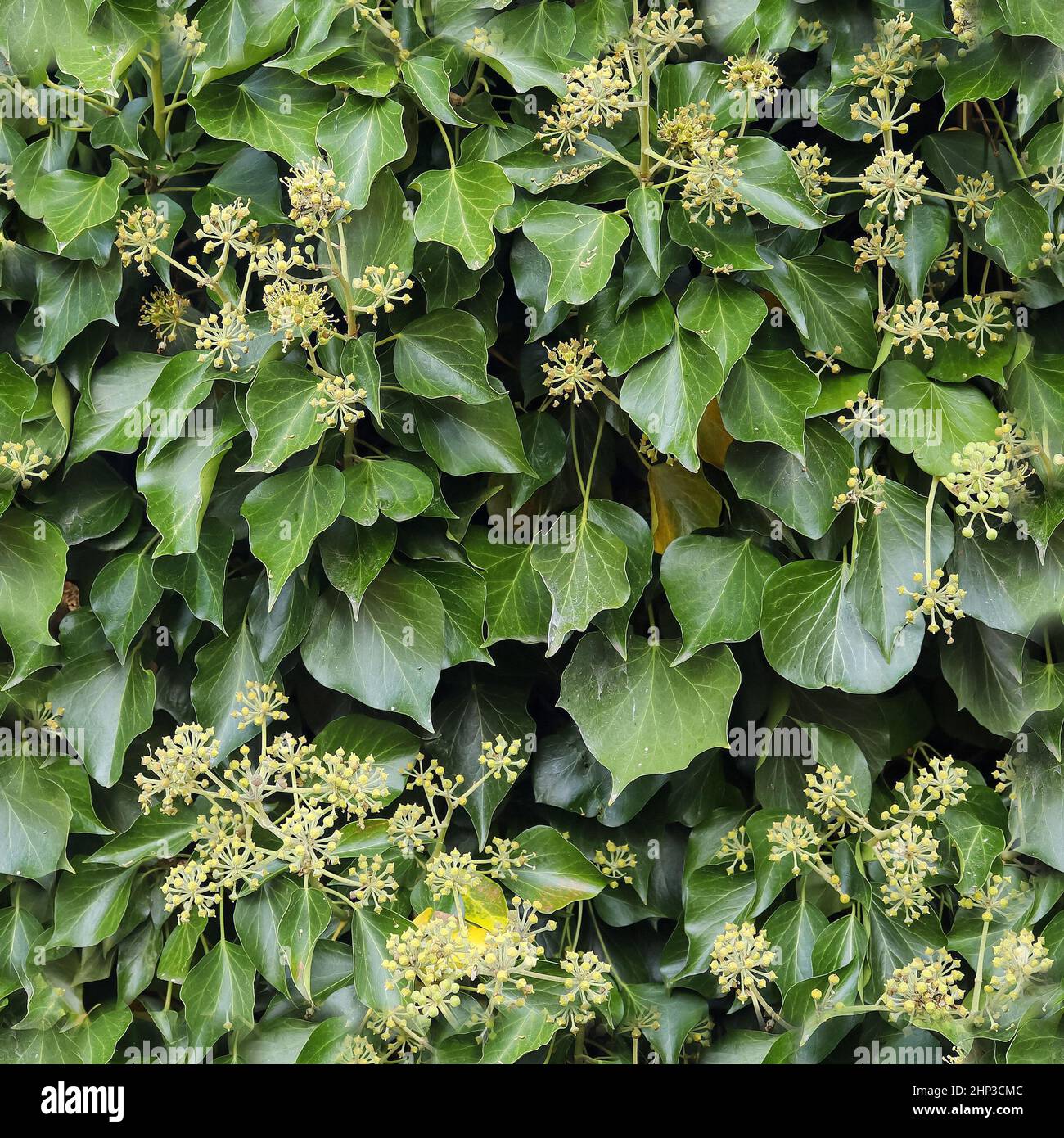 Photo realistic seamless texture pattern of organic plant leaves Stock ...
