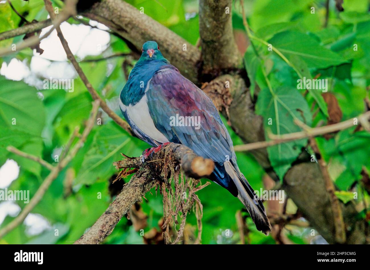 The common wood pigeon Columba palumbus is a large species in the dove ...