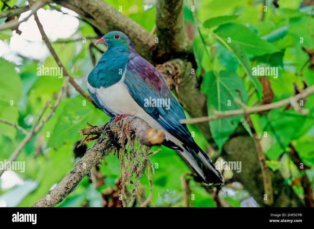 The common wood pigeon Columba palumbus is a large species in the dove ...