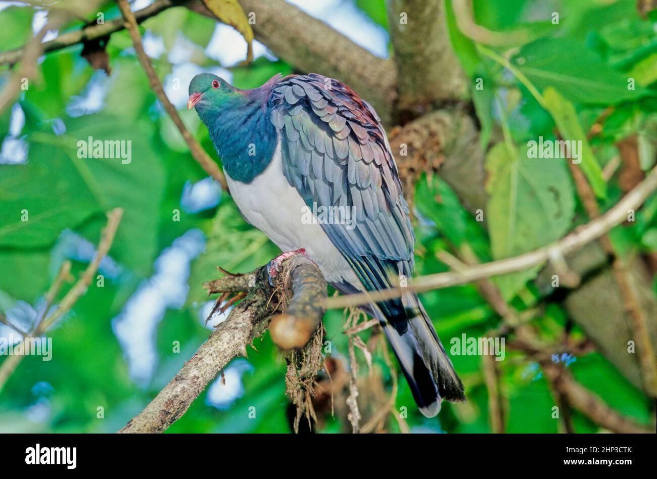 The common wood pigeon Columba palumbus is a large species in the dove ...