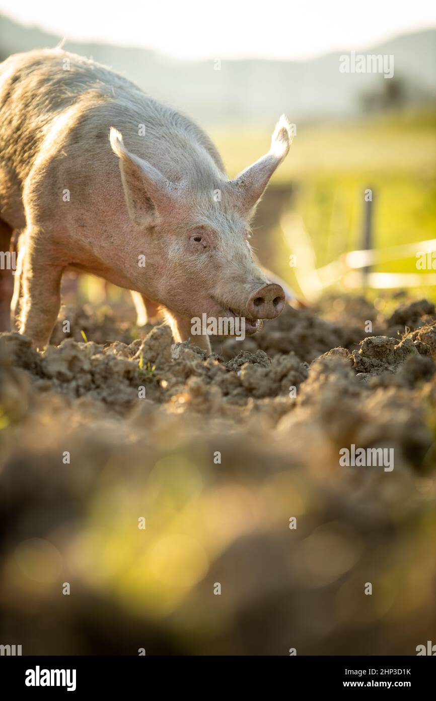 Pigs eating on a meadow in an organic meat farm - wide angle lens shot ...