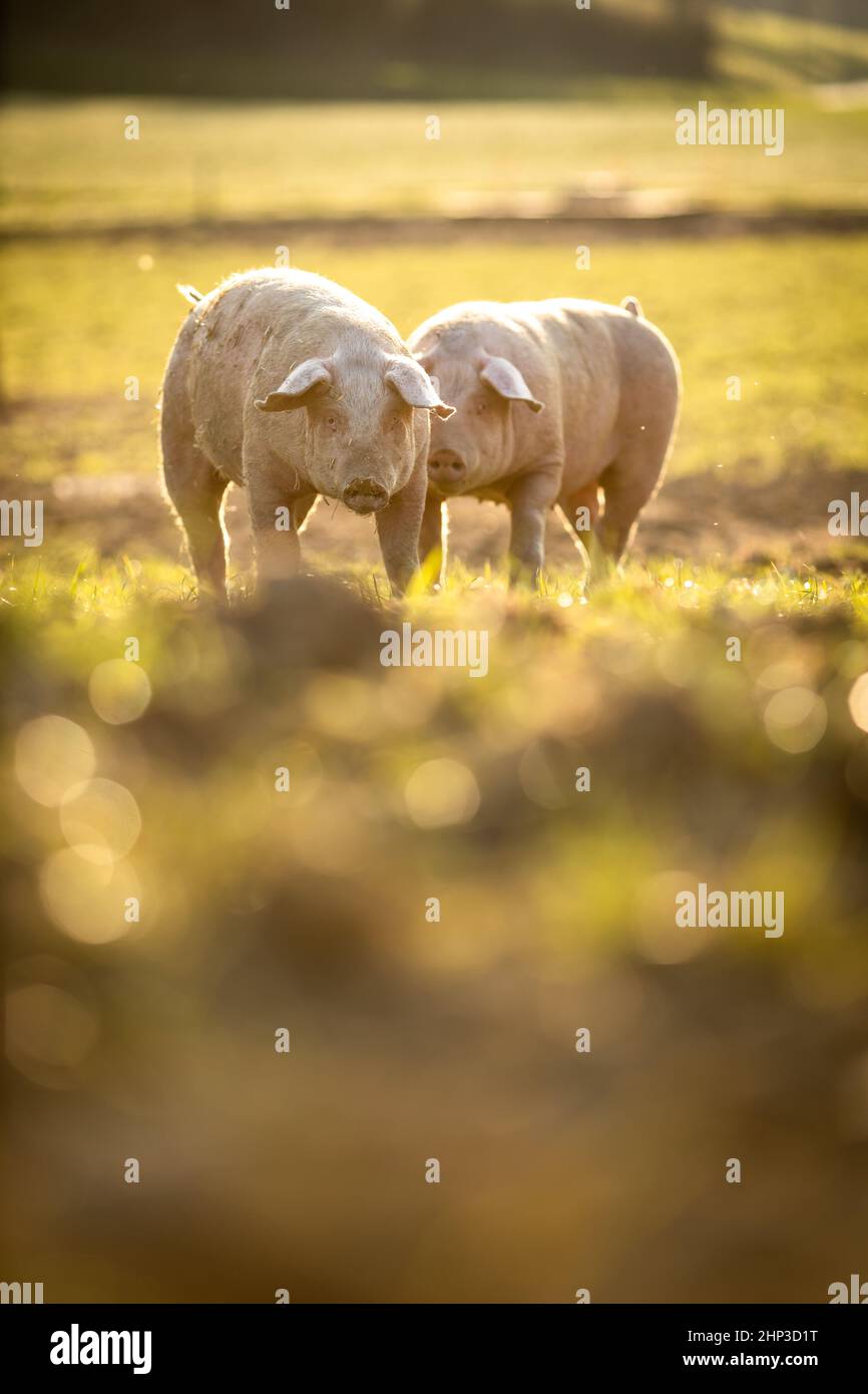 Pigs eating on a meadow in an organic meat farm - wide angle lens shot ...