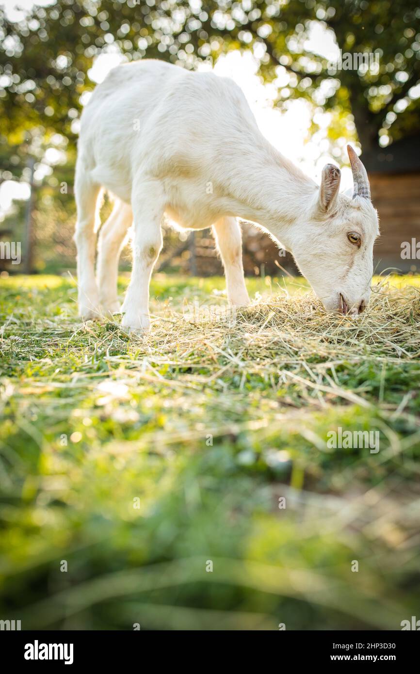 Cute goats on an organic farm, looking happy, grazing outdoors ...