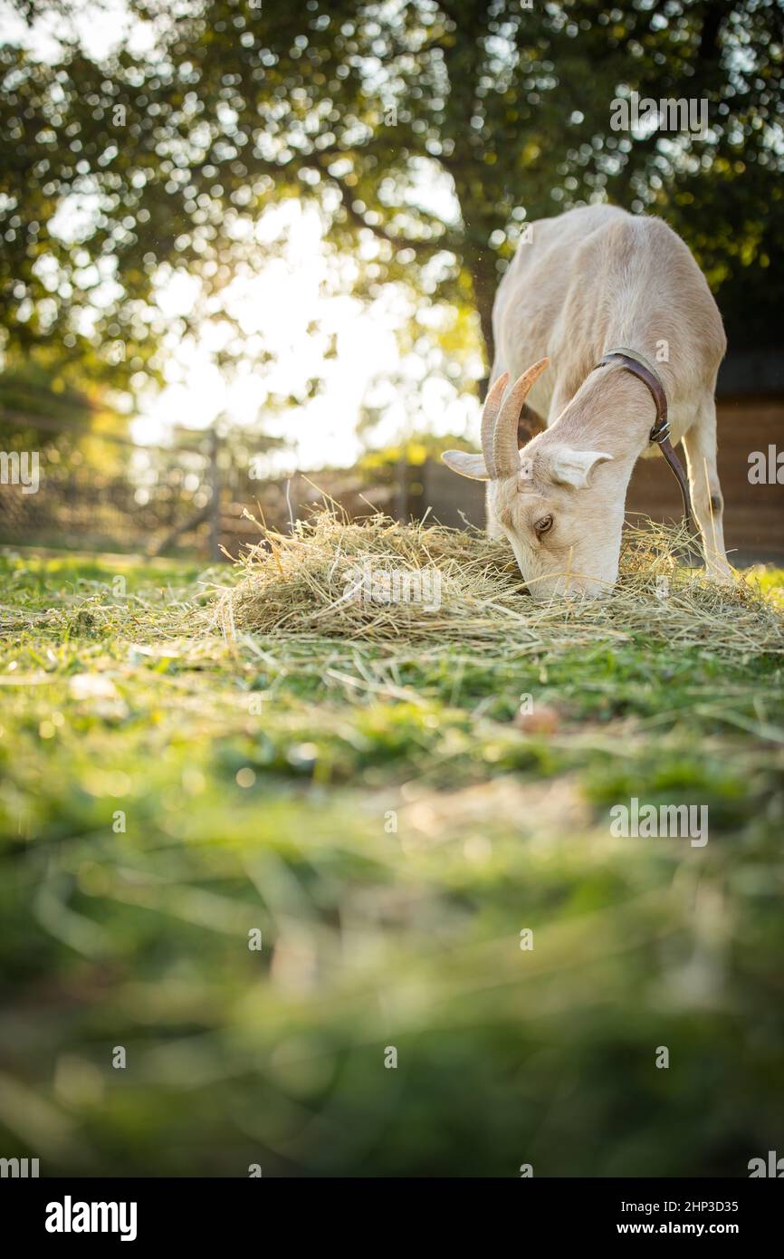 Cute goats on an organic farm, looking happy, grazing outdoors ...
