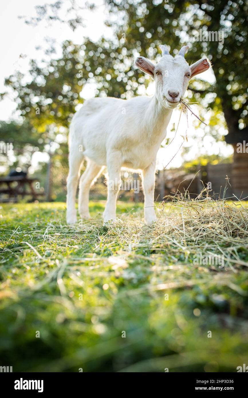 Cute goats on an organic farm, looking happy, grazing outdoors ...