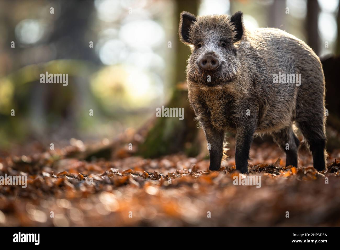 Wild Boar Or Sus Scrofa, Also Known As The Wild Swine, Eurasian Wild ...