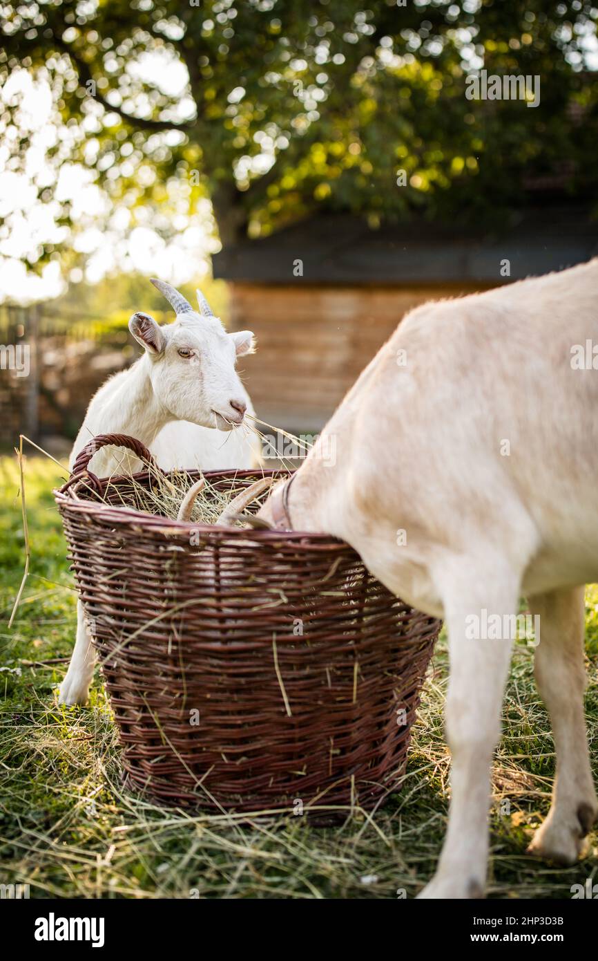 Cute goats on an organic farm, looking happy, grazing outdoors ...