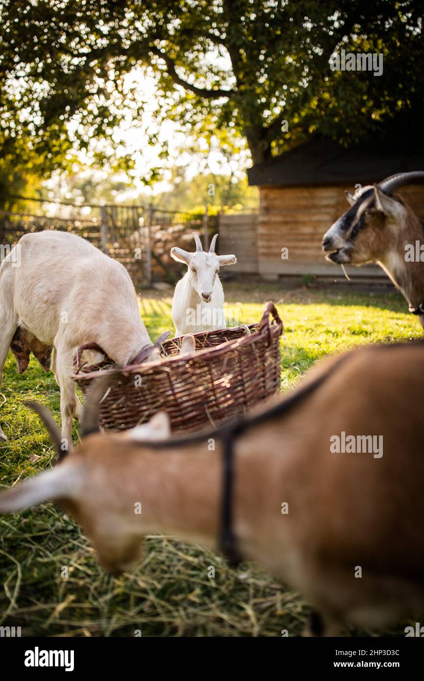 Cute goats on an organic farm, looking happy, grazing outdoors - respectful animal farming Stock ...