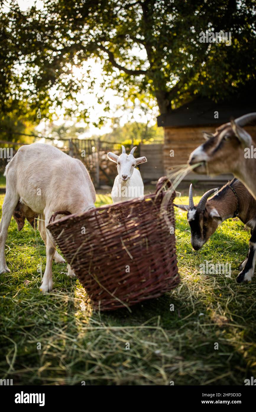 Cute goats on an organic farm, looking happy, grazing outdoors ...
