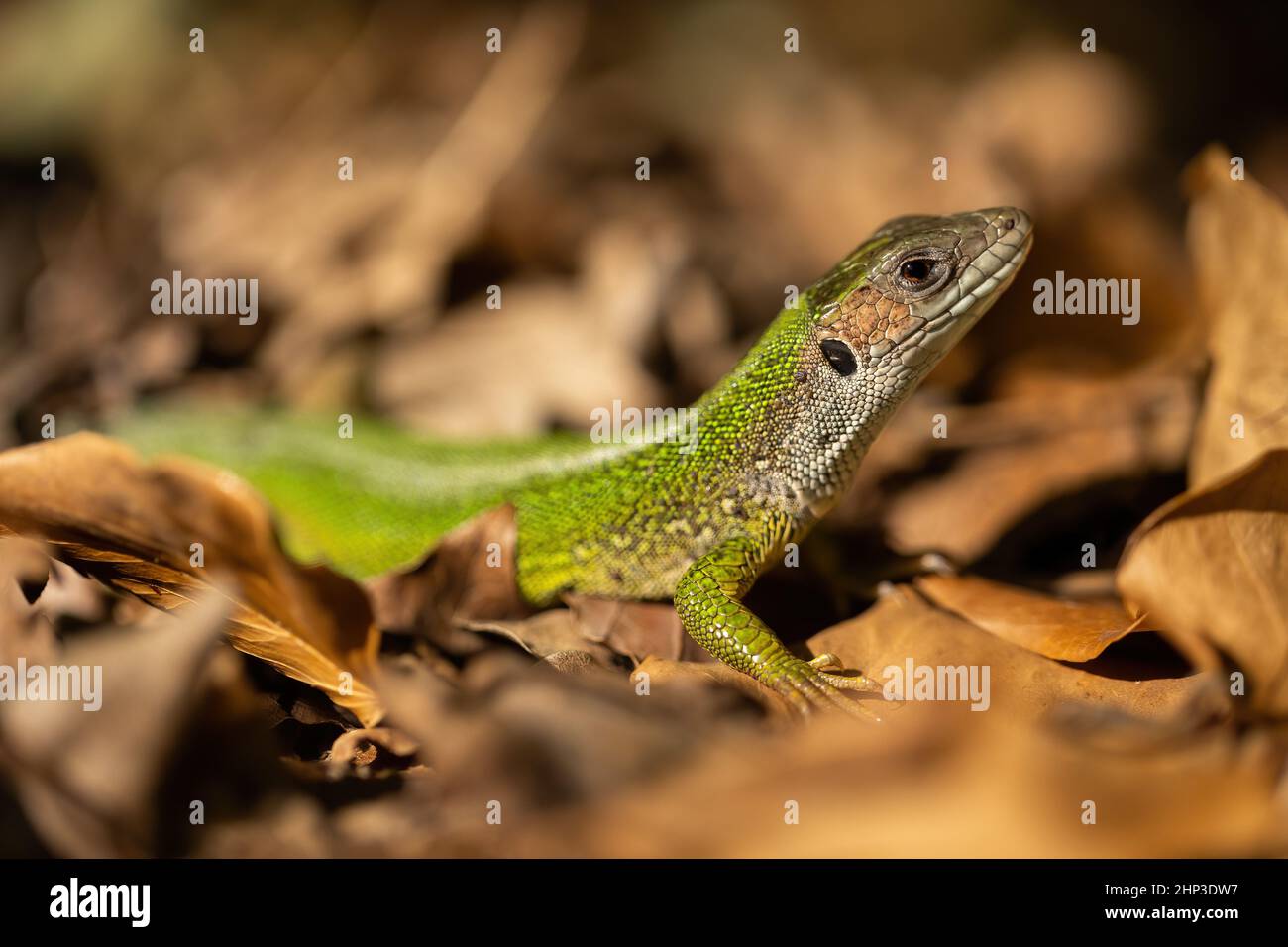 European green lizard, lacerta viridis, standing on leaves in close-up ...