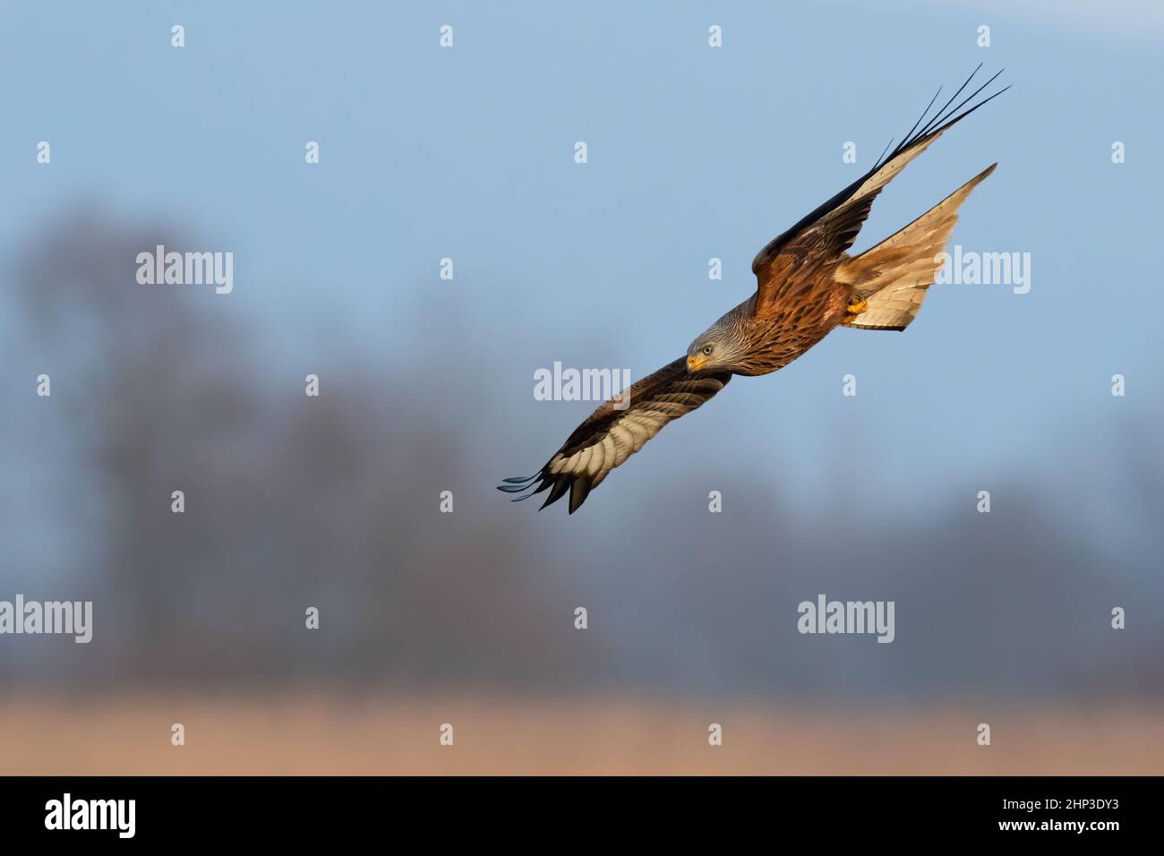 Majestic red kite, milvus milvus, landing on field in autumn nature ...