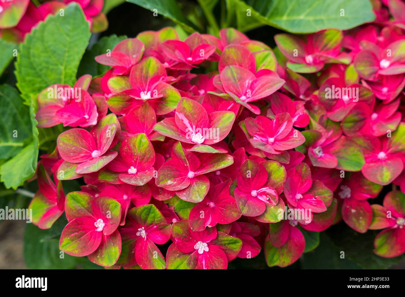 Red hortensia flowers close hi-res stock photography and images - Alamy