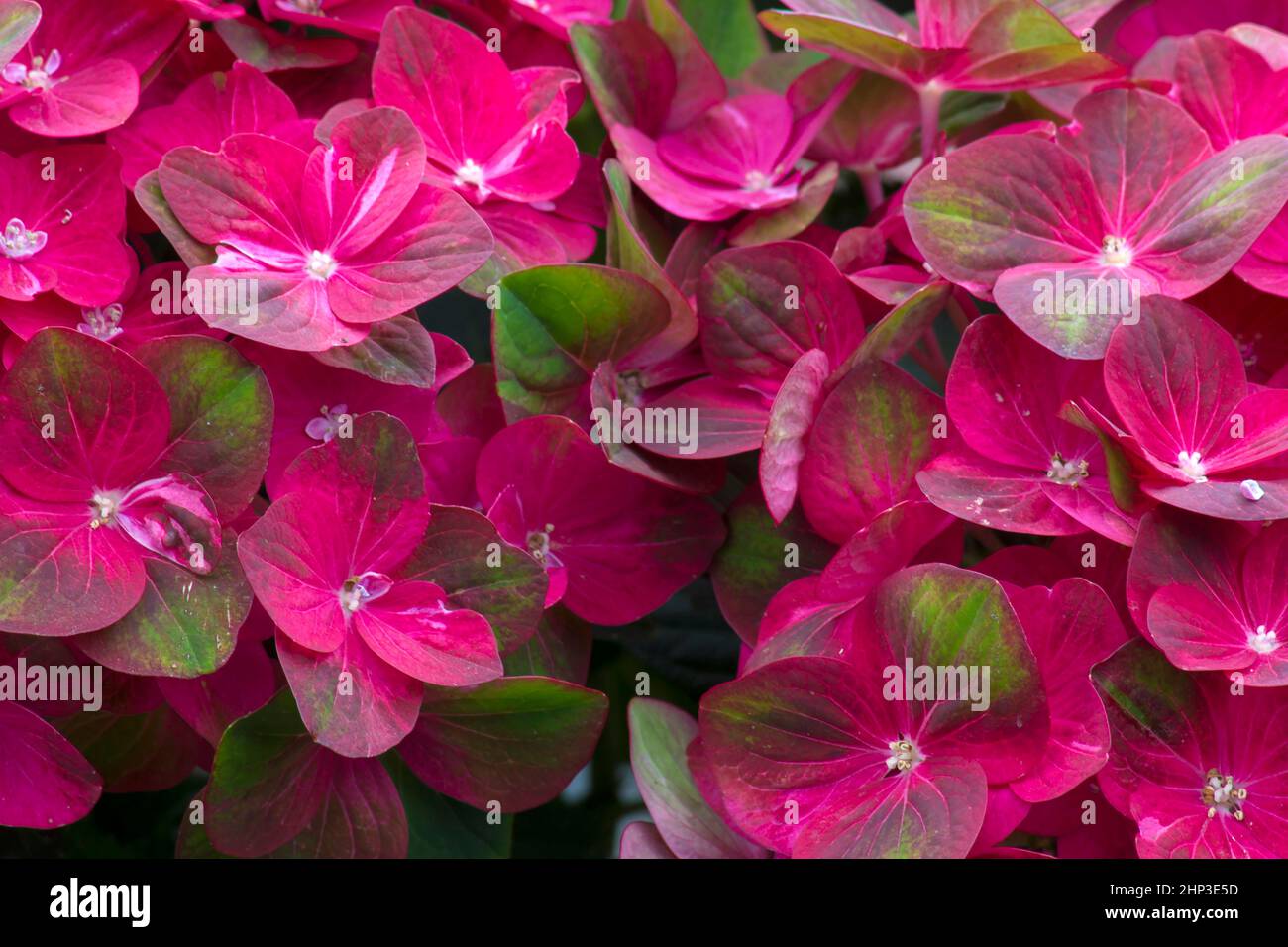 Red hortensia flowers close hi-res stock photography and images - Alamy