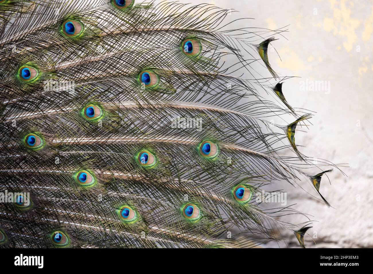 Open feathers hi-res stock photography and images - Alamy