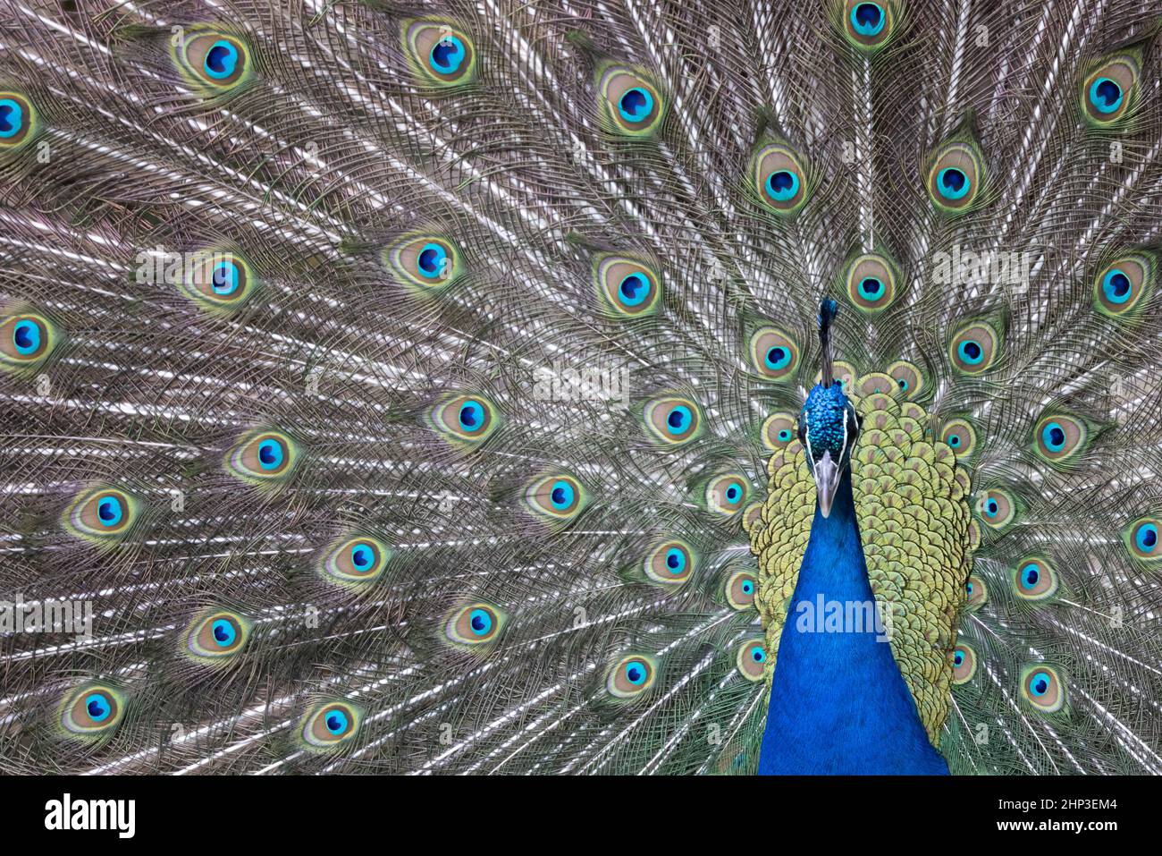 Peacock dancing open feathers hi-res stock photography and images - Alamy
