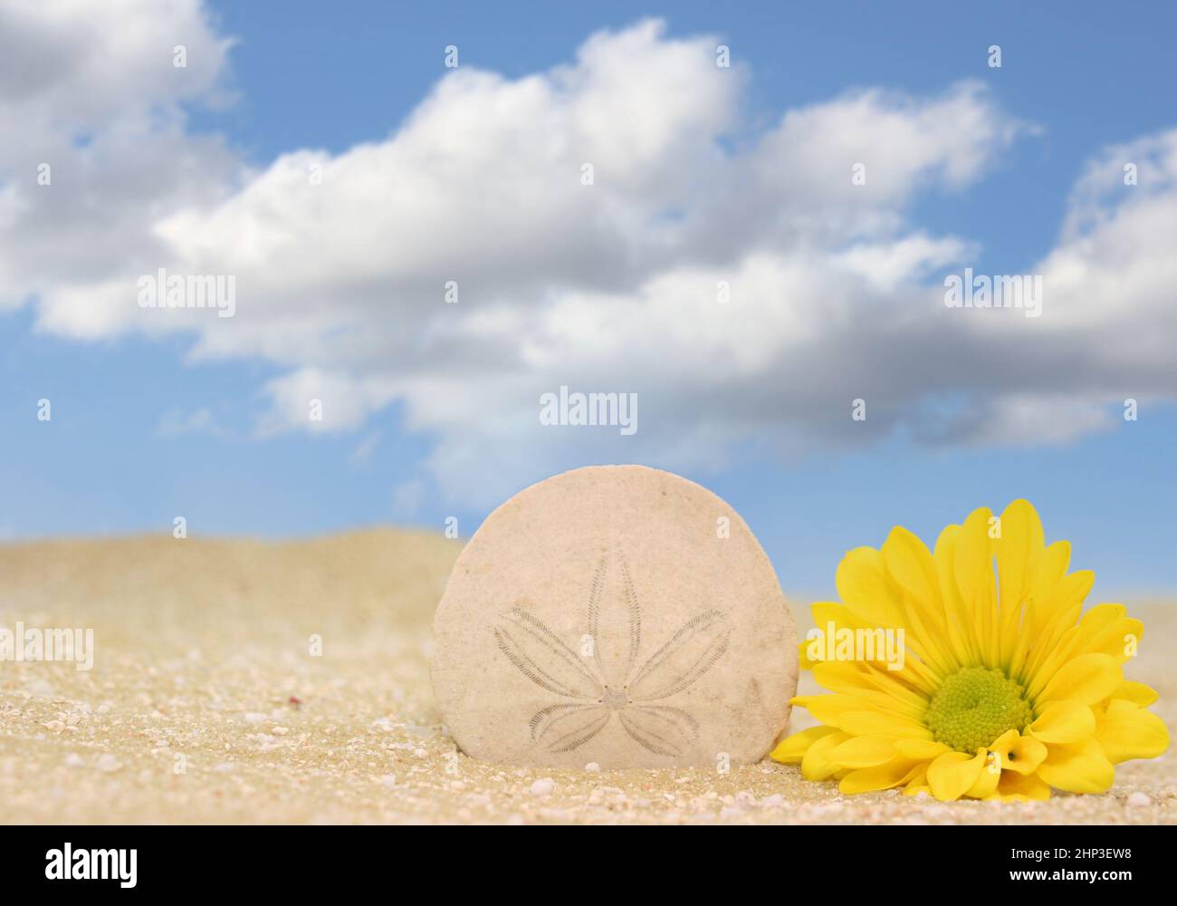 Sand Dollar and Yellow Daisy on Sand Stock Photo - Alamy