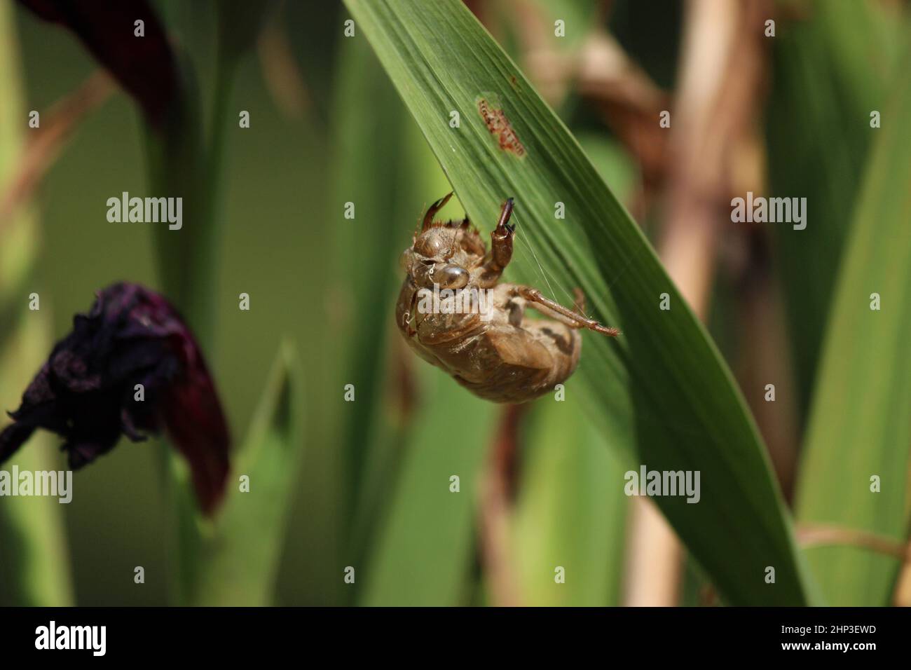 Cicada Insect Shell in Outdoor Garden after Shedding Stock Photo - Alamy