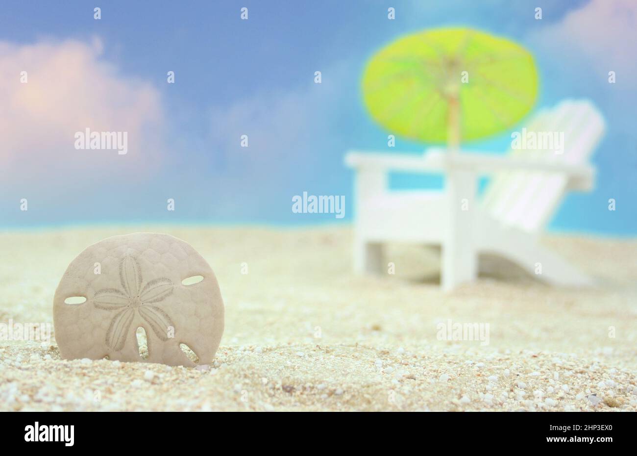 Sanddollar hi-res stock photography and images - Alamy