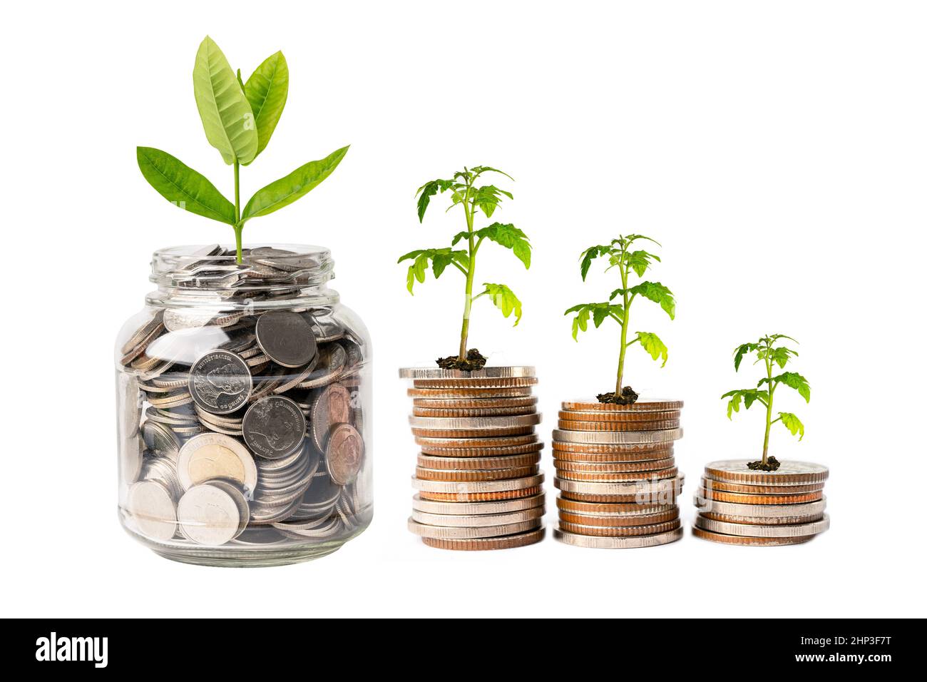 Save money tree growing on stack coins, Business finance investment ...