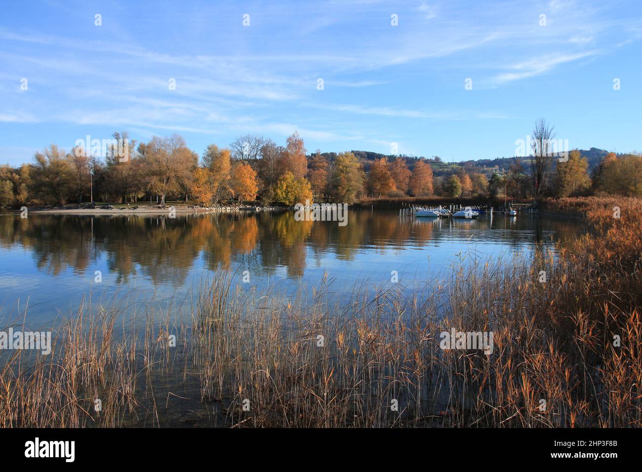 Golden trees in Auslikon, Zurich Stock Photo - Alamy
