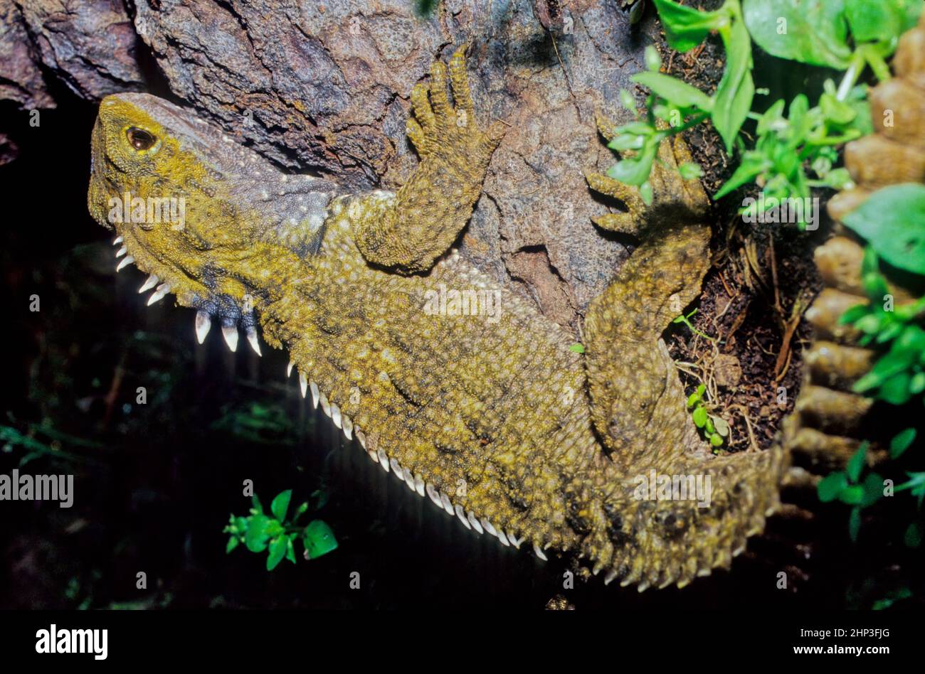 Tuatara Sphenodon punctatus are reptiles endemic to New Zealand ...