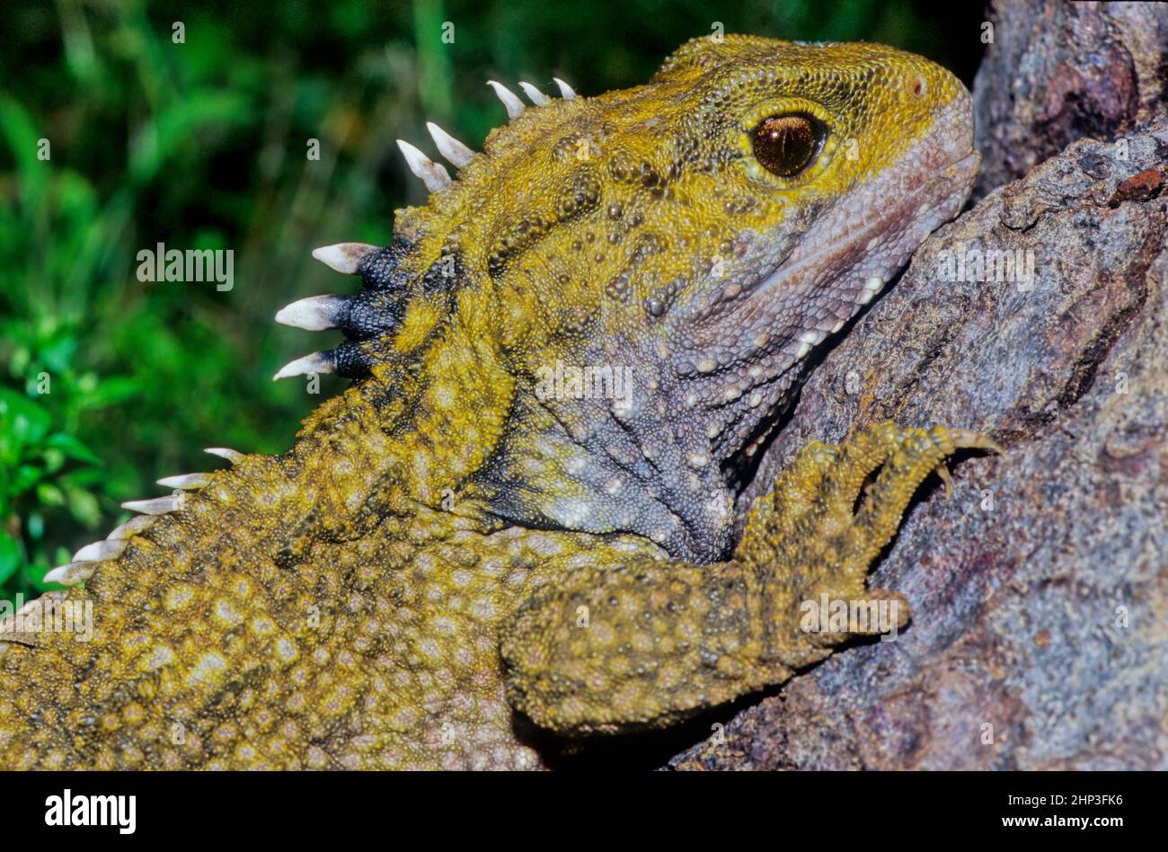 Tuatara Sphenodon punctatus are reptiles endemic to New Zealand ...