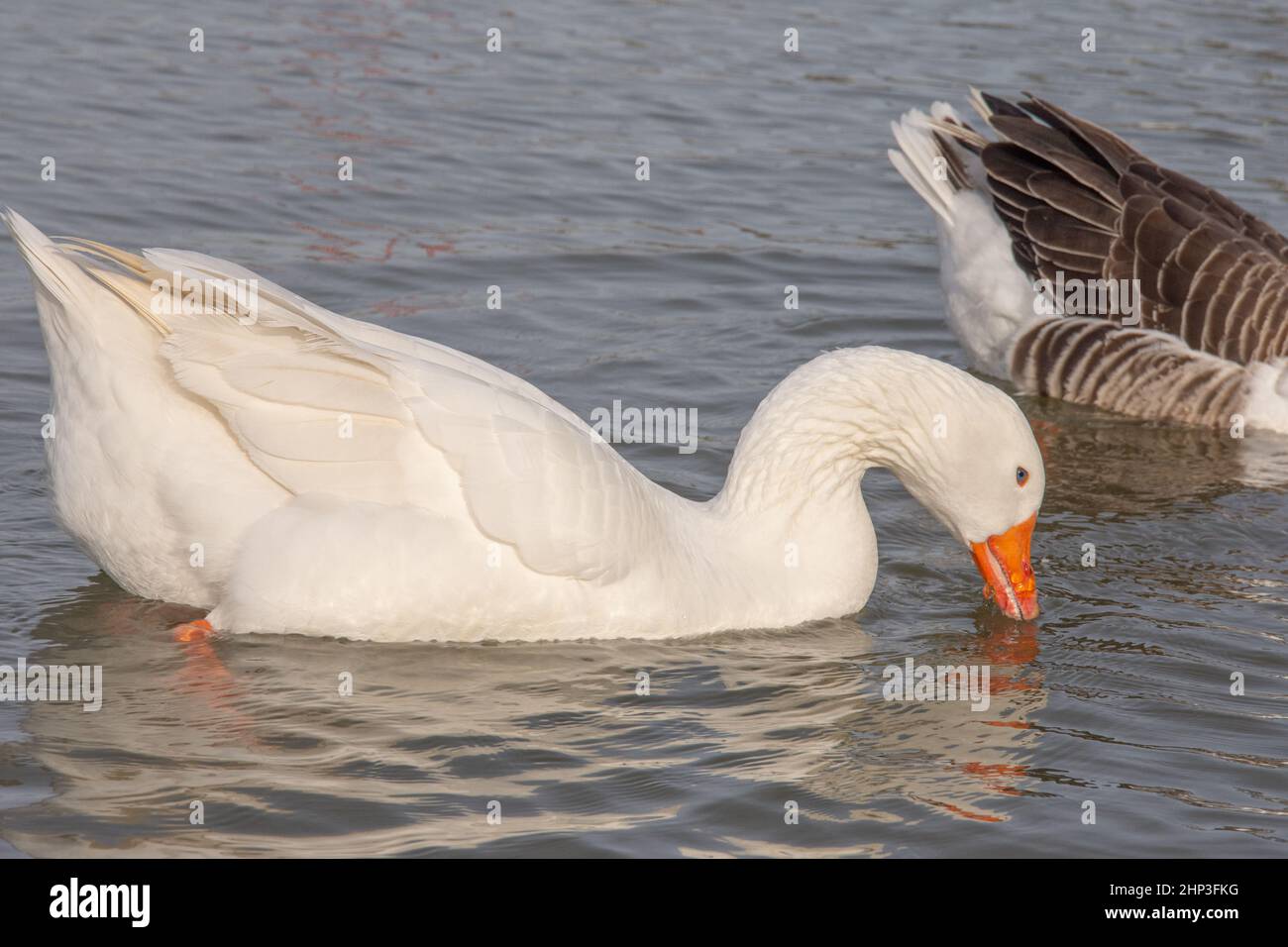 beautiful geese in and on the water Stock Photo - Alamy