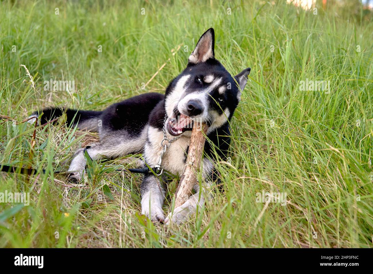 the husky is lying on the grass and gnawing on a stick. High quality ...