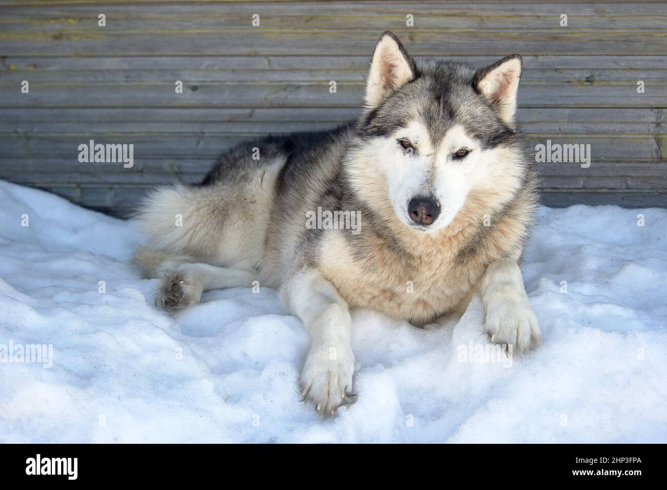 Huskies Laying In Snow
