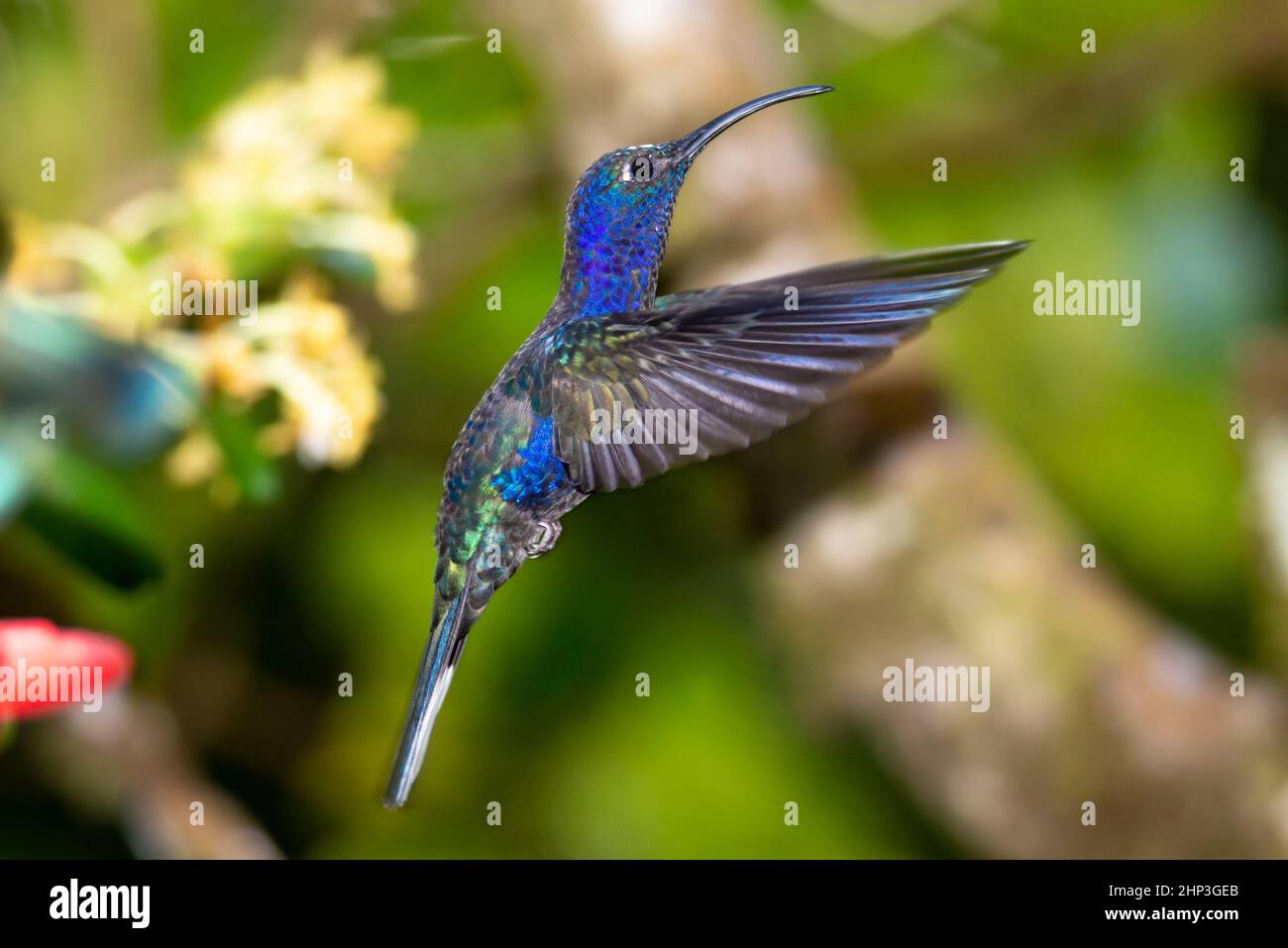 Purple Hummingbird Flying
