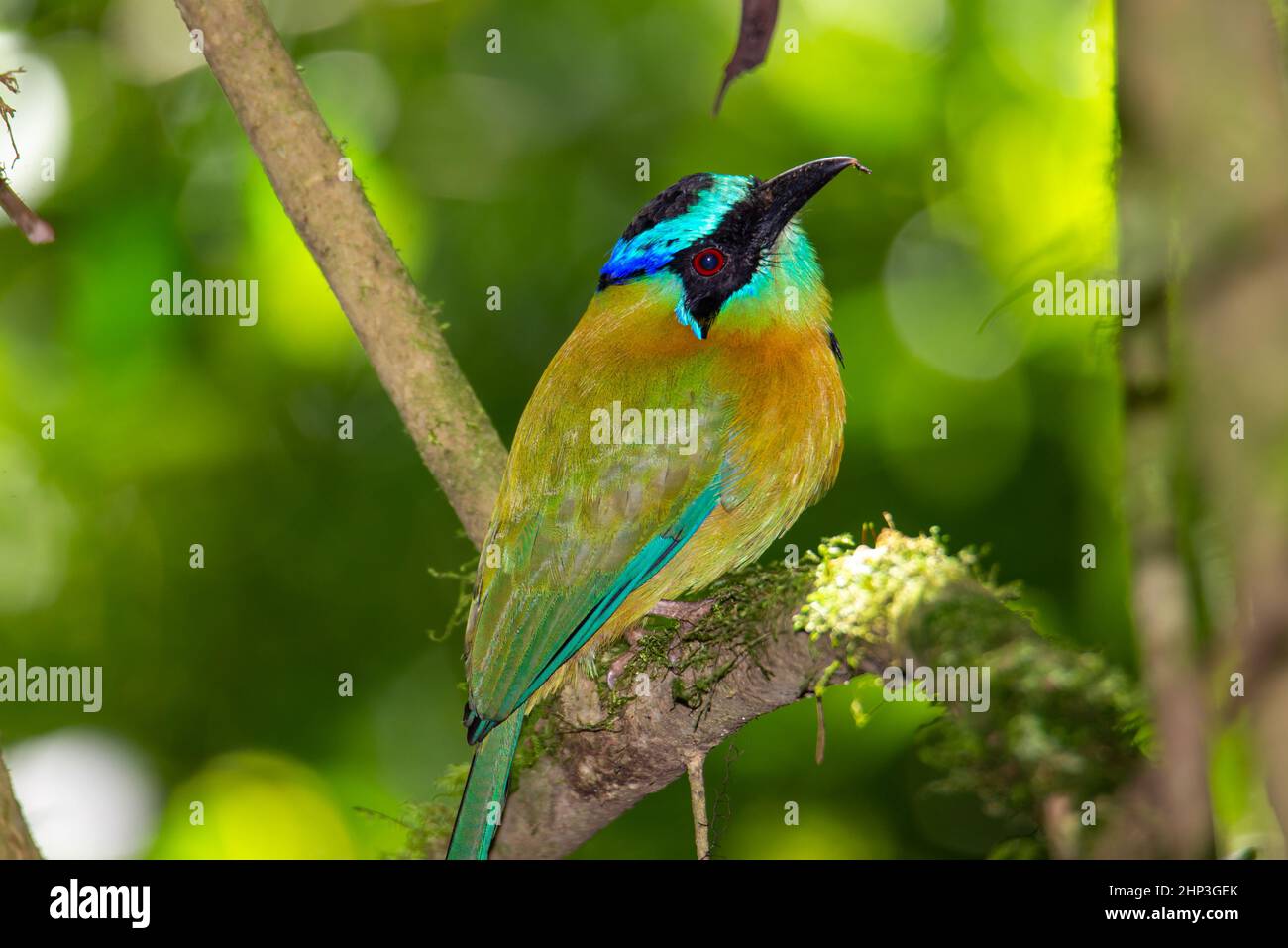 Brilliant, colorful, exotic bird in the jungle. Momot, Momotus lessonii ...