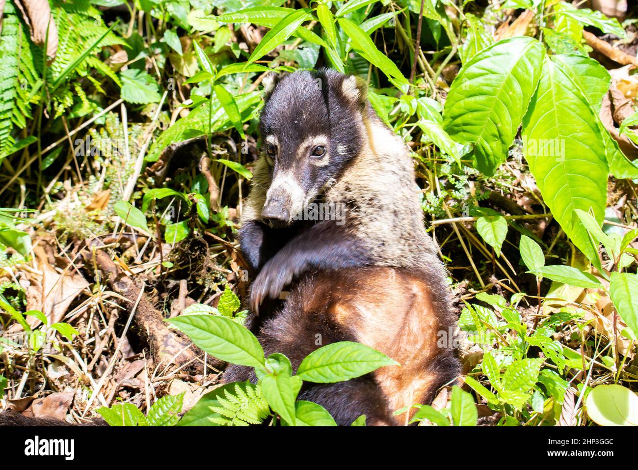 Pisote hi-res stock photography and images - Alamy